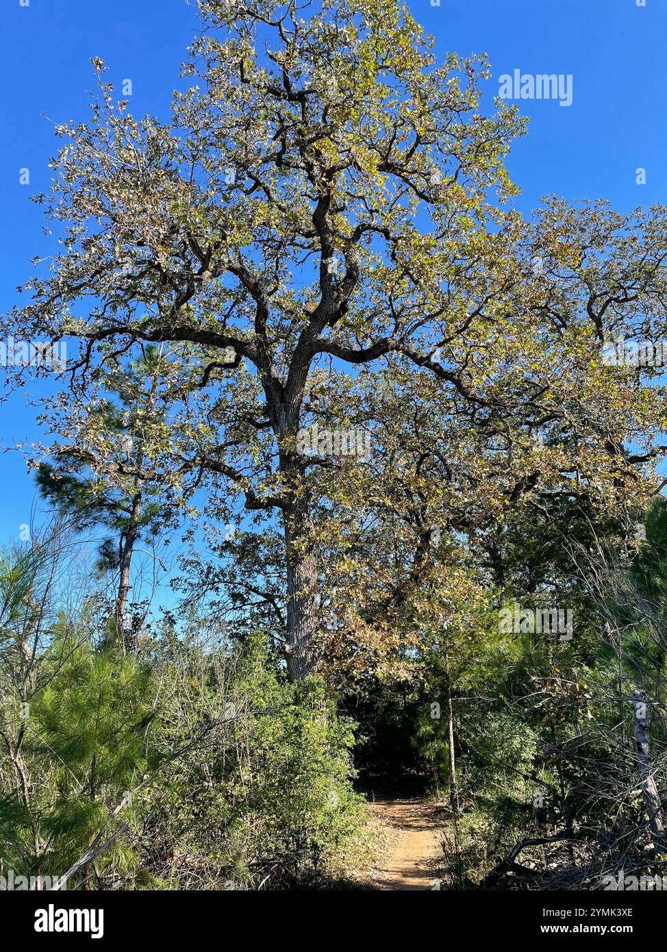 post oak (Quercus stellata Stock Photo - Alamy
