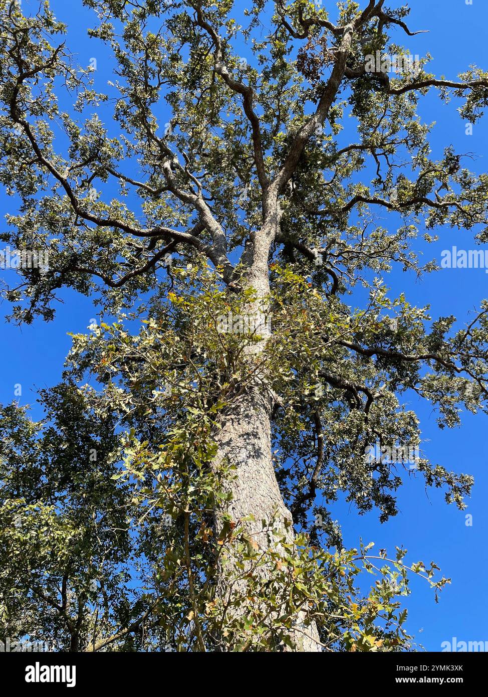 post oak (Quercus stellata Stock Photo - Alamy