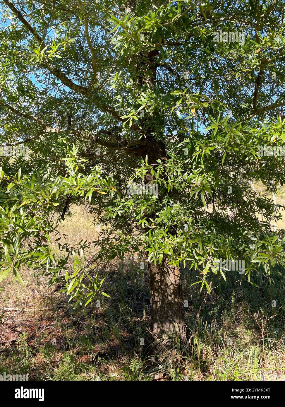 willow oak (Quercus phellos Stock Photo - Alamy