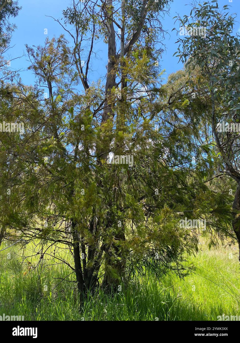 Cherry Ballart (Exocarpos cupressiformis Stock Photo - Alamy