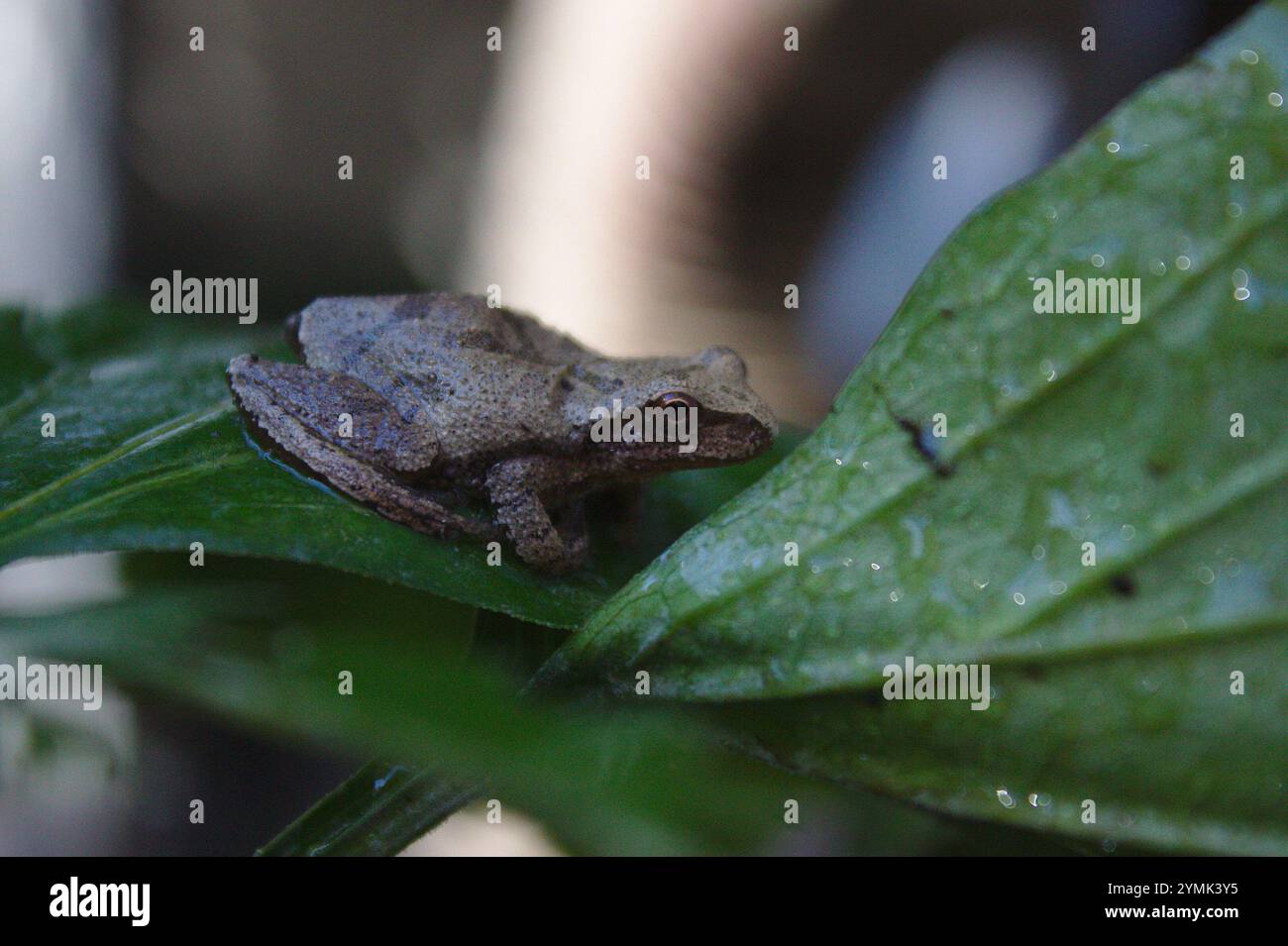 Spring Peeper (Pseudacris crucifer Stock Photo - Alamy