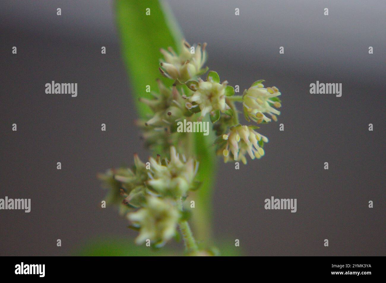 Penthorum sedoides hi-res stock photography and images - Alamy