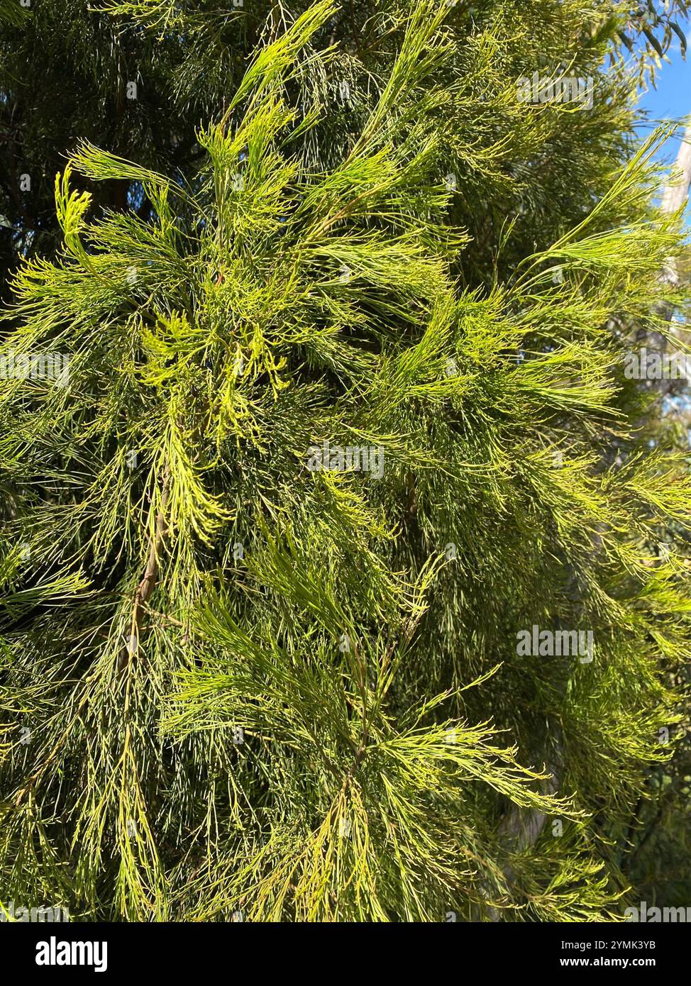 Exocarpos cupressiformis hi-res stock photography and images - Alamy