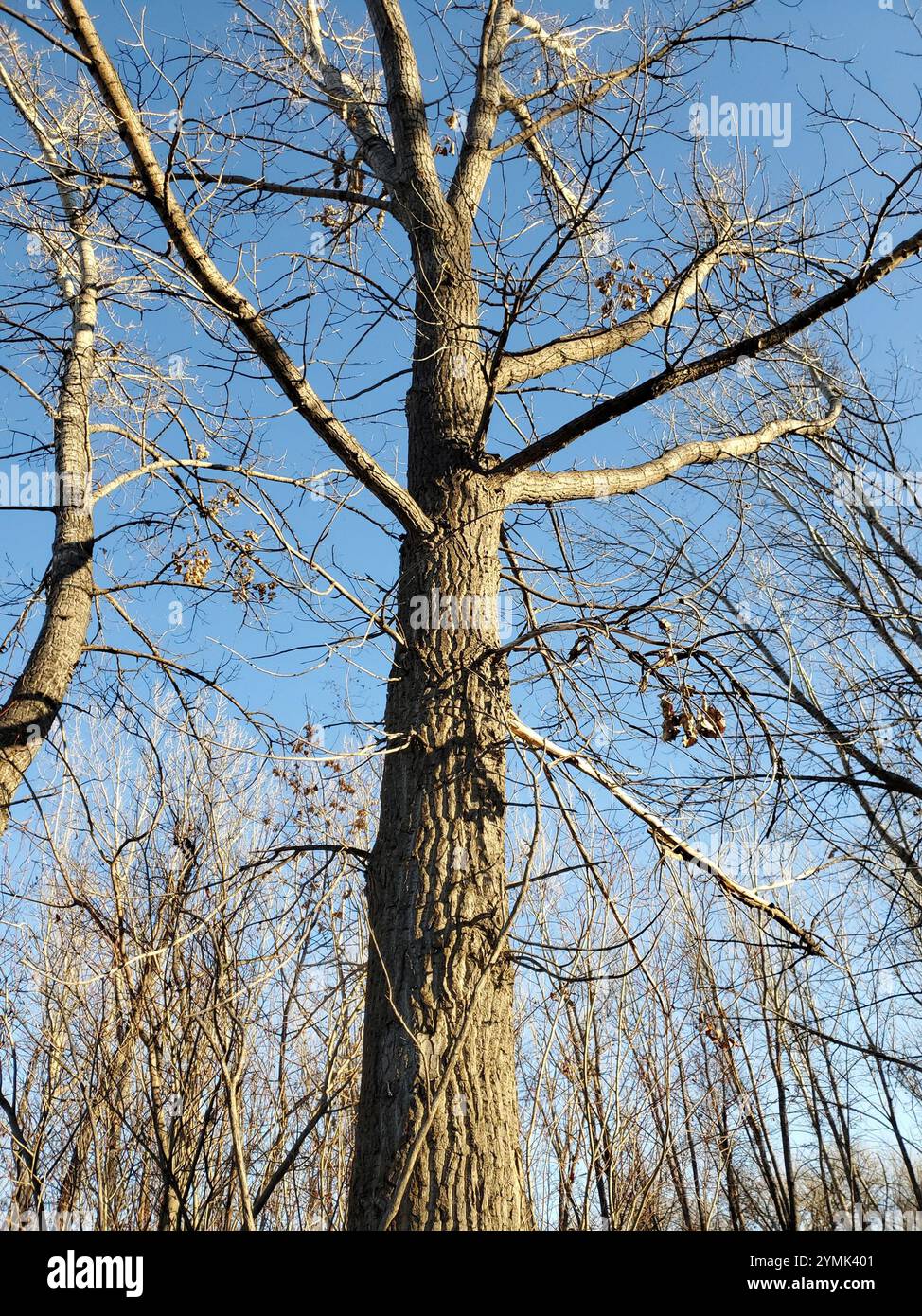 Eastern Cottonwood (Populus deltoides Stock Photo - Alamy