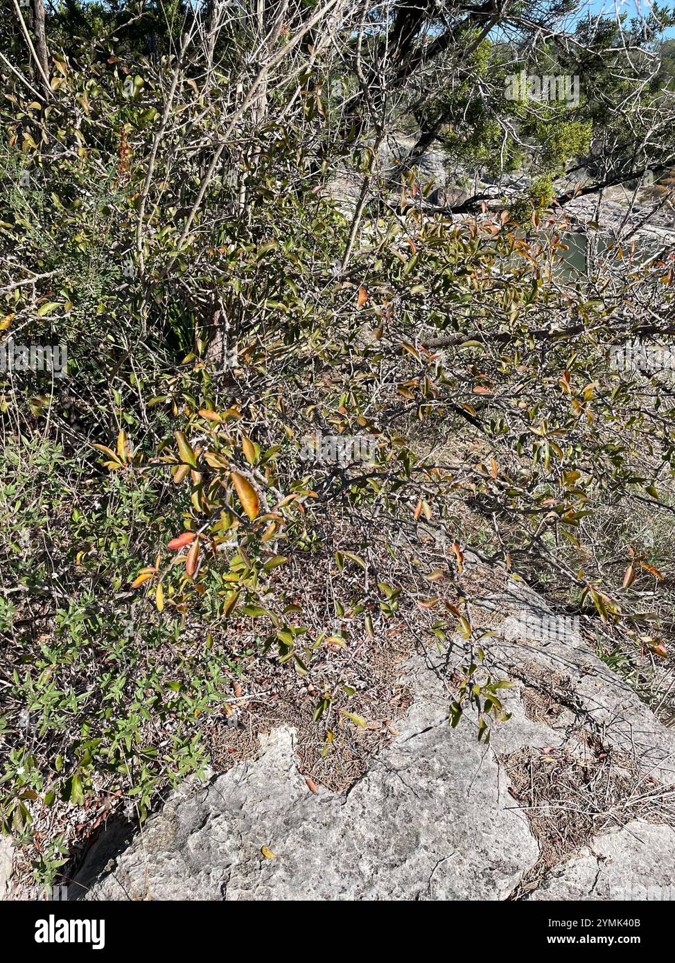 Gum bumelia (Sideroxylon lanuginosum Stock Photo - Alamy