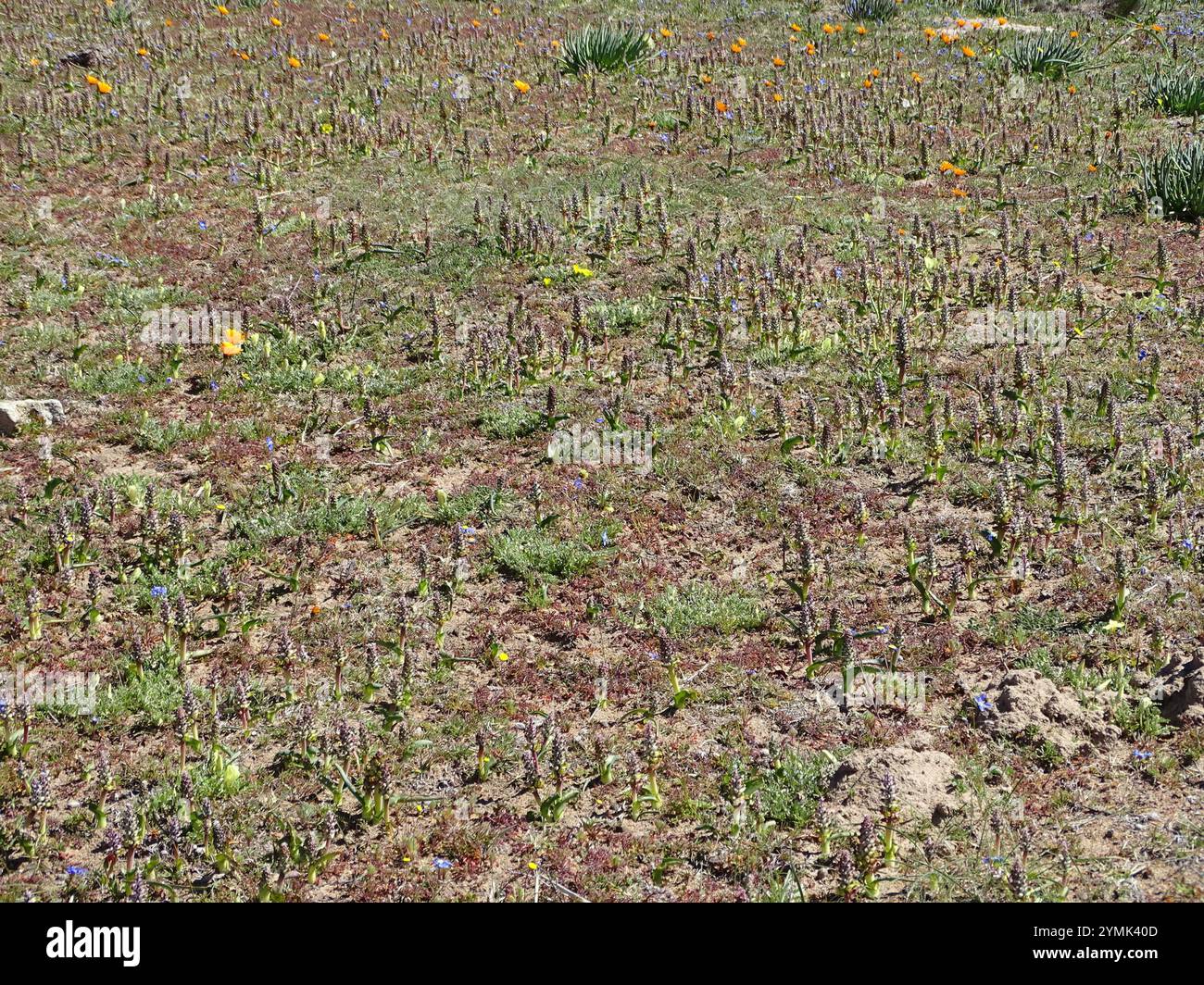 Lachenalia mutabilis hi-res stock photography and images - Alamy