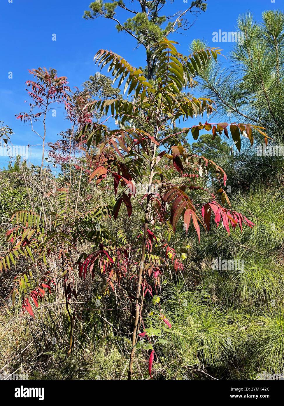 smooth sumac (Rhus glabra Stock Photo - Alamy