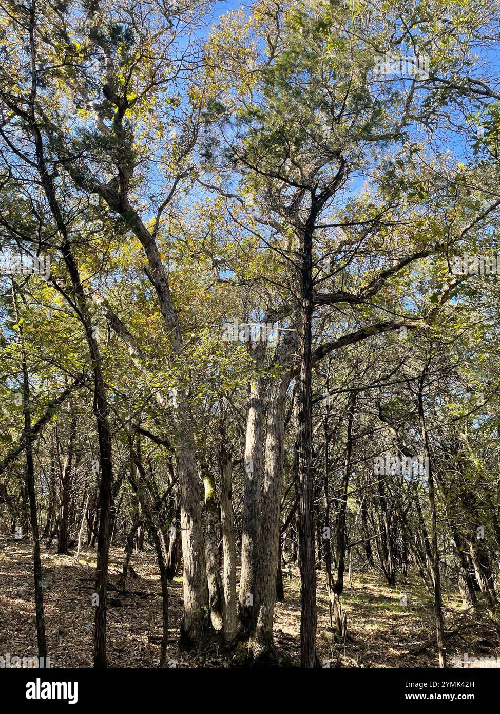 White Shin Oak (Quercus sinuata breviloba Stock Photo - Alamy