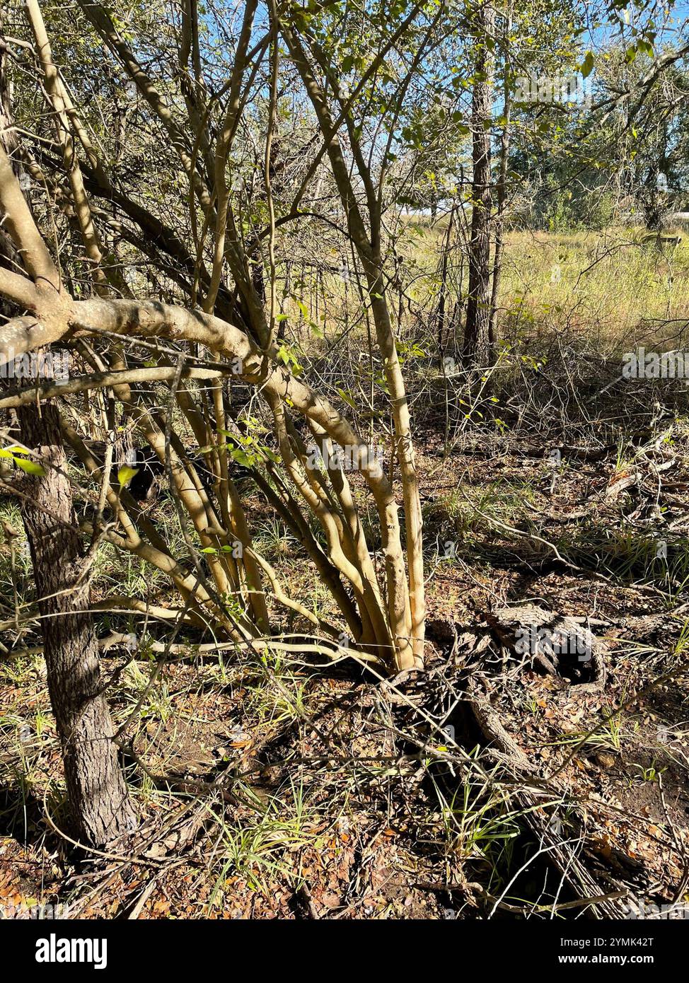 eastern swamp privet (Forestiera acuminata Stock Photo - Alamy