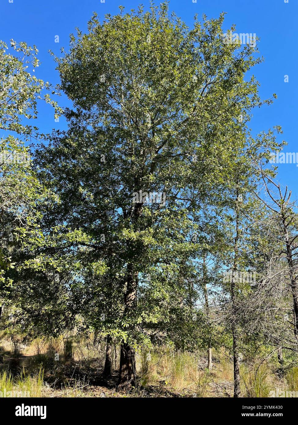 water oak (Quercus nigra Stock Photo - Alamy