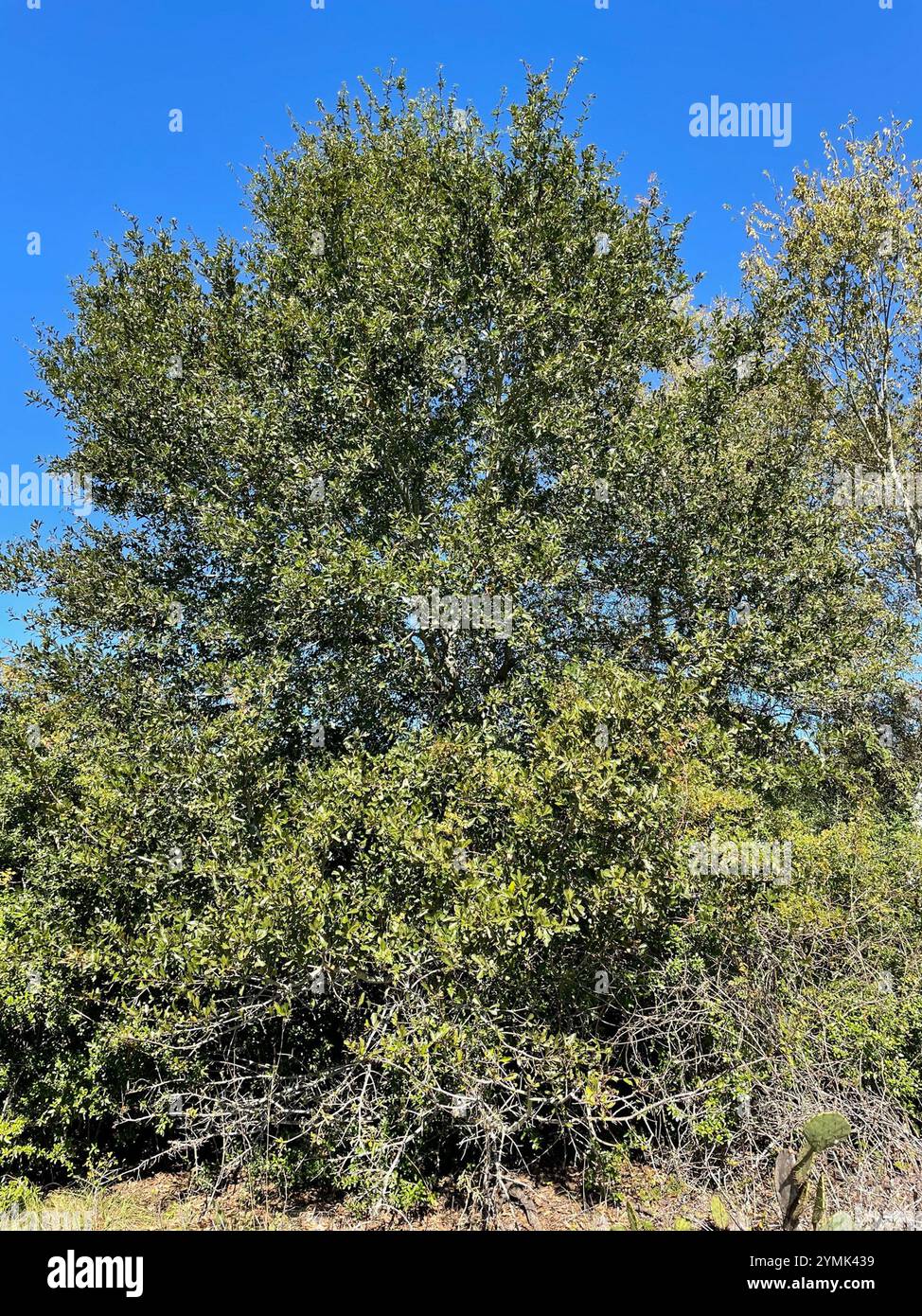 water oak (Quercus nigra Stock Photo - Alamy
