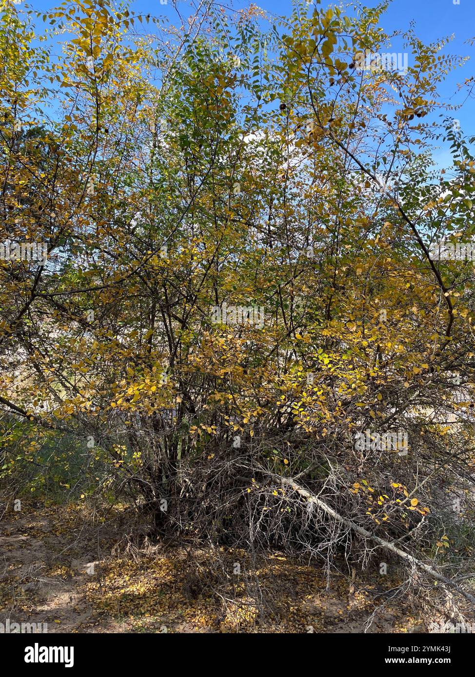 Jerusalem Thorn (Paliurus spina-christi Stock Photo - Alamy