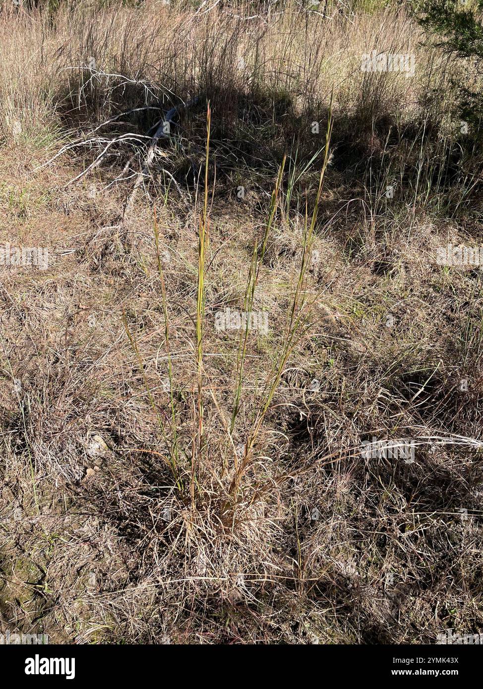 Broomsedge hi-res stock photography and images - Alamy