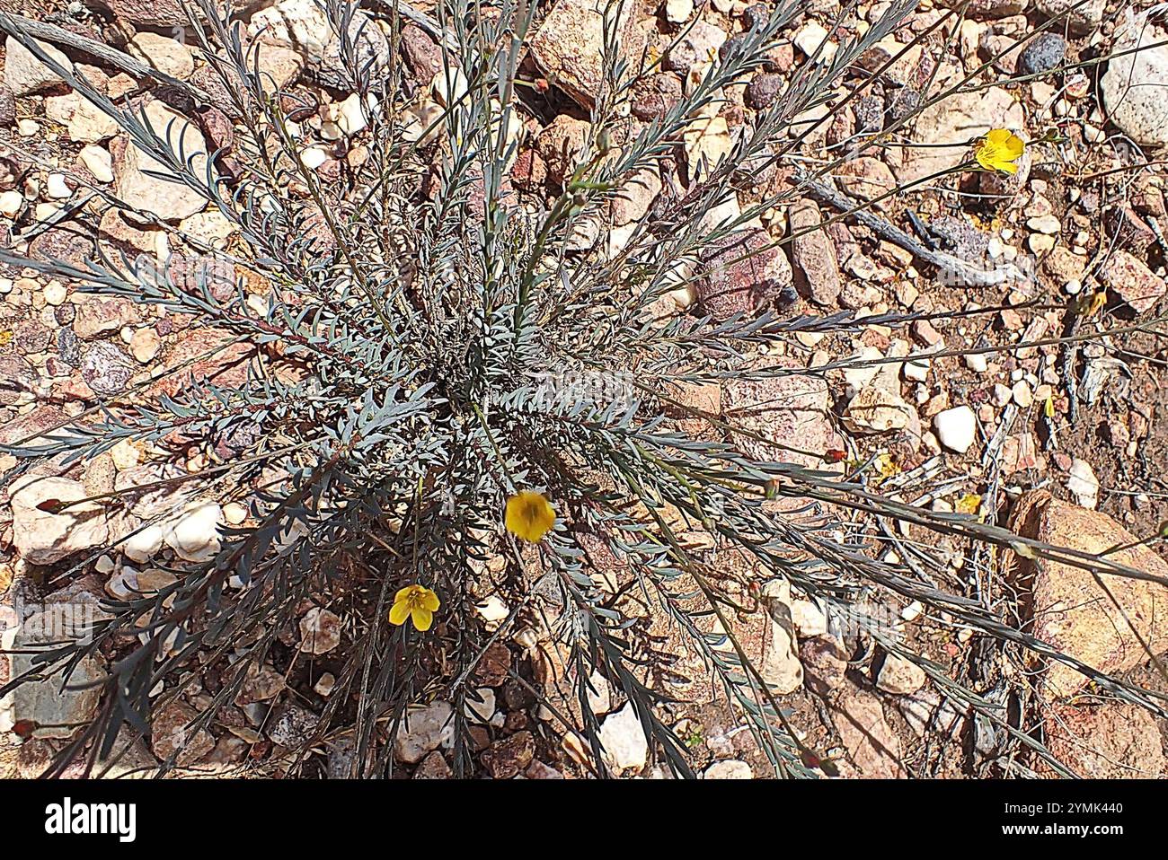 Half-mast Flax (Linum africanum Stock Photo - Alamy