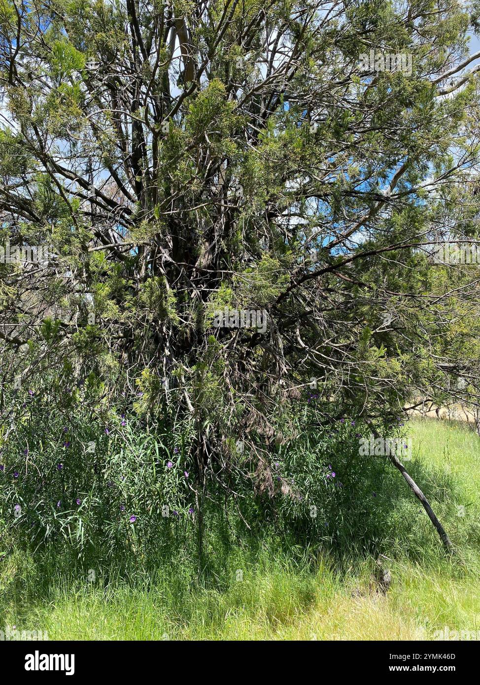 Exocarpos cupressiformis hi-res stock photography and images - Alamy