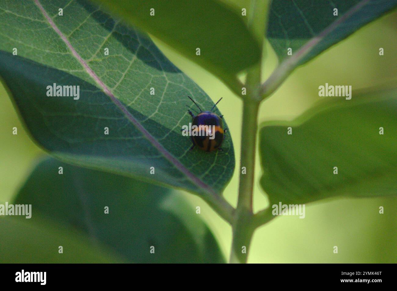 Swamp Milkweed Leaf Beetle (Labidomera clivicollis Stock Photo - Alamy
