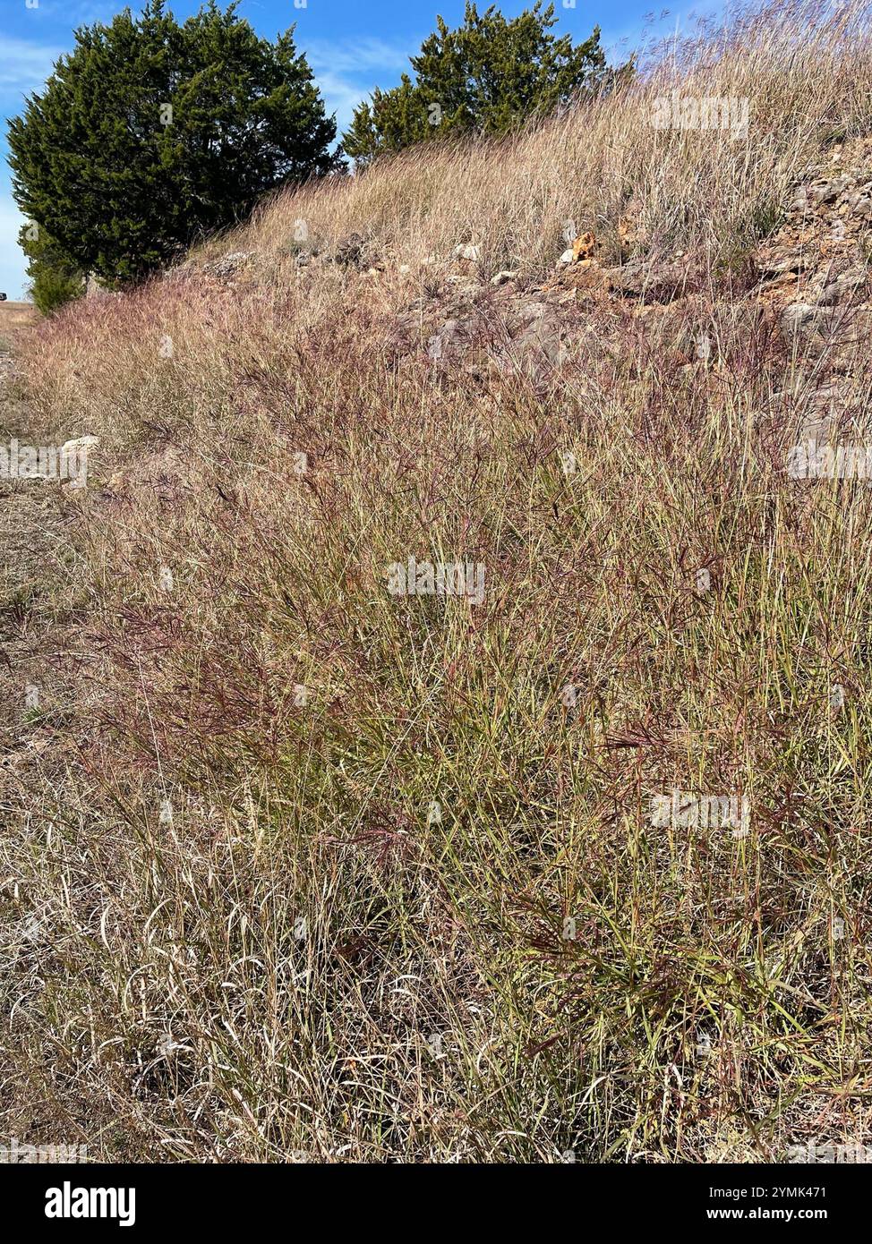 King Ranch bluestem (Bothriochloa ischaemum Stock Photo - Alamy
