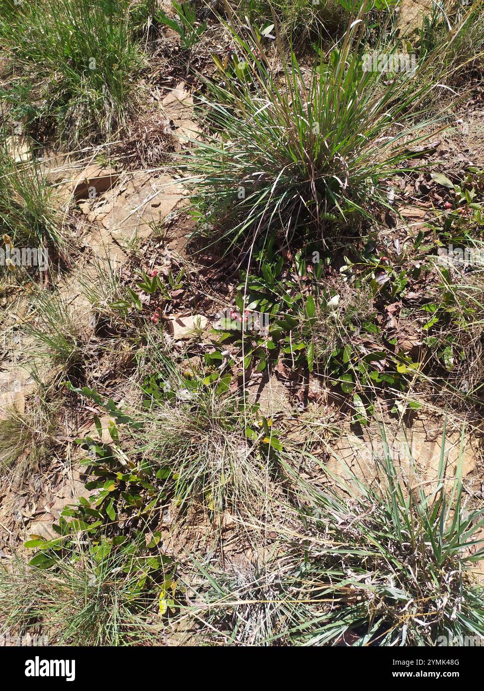 Dwarf Mobola (Parinari capensis Stock Photo - Alamy