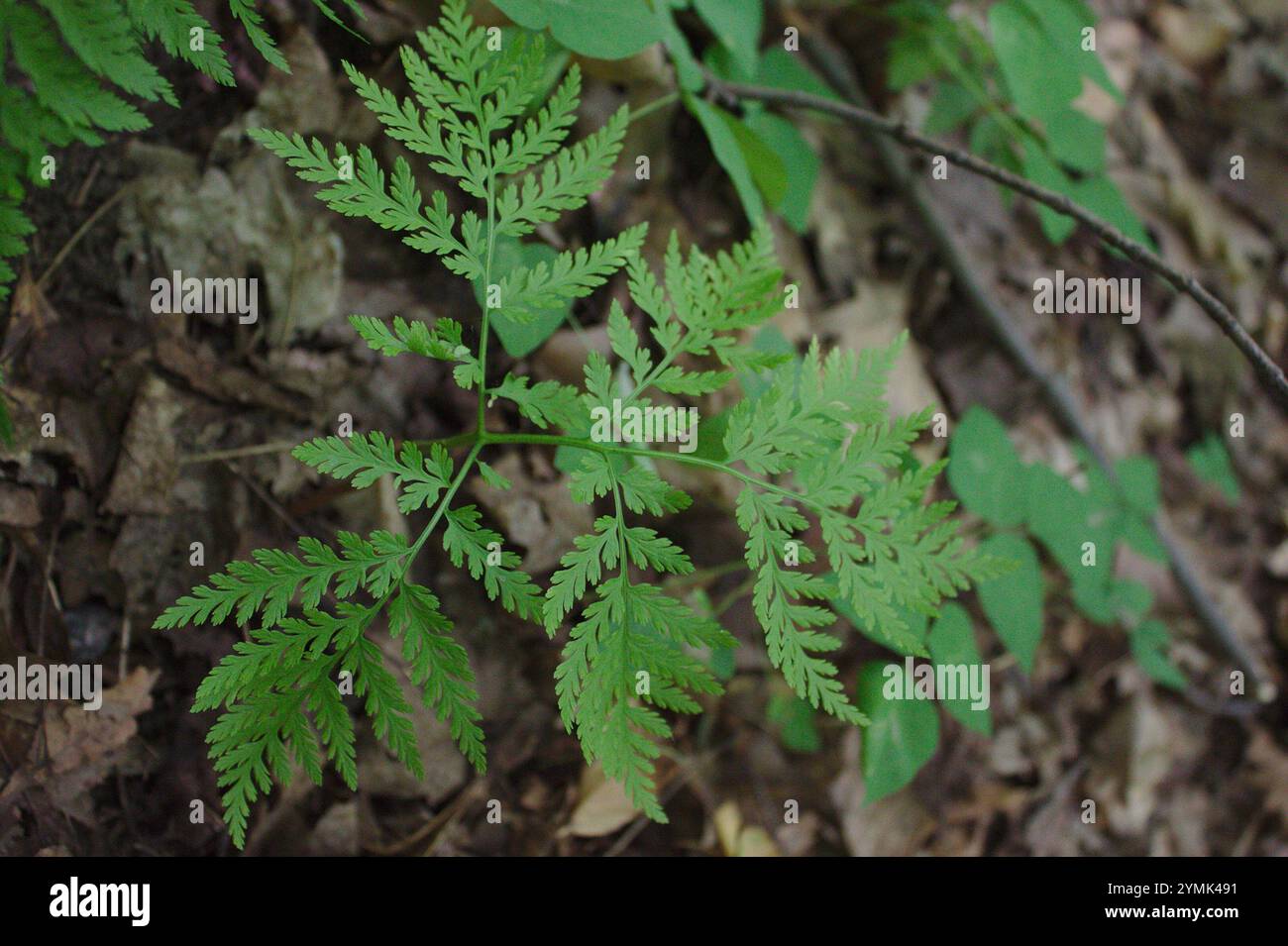 rattlesnake fern (Botrypus virginianus Stock Photo - Alamy