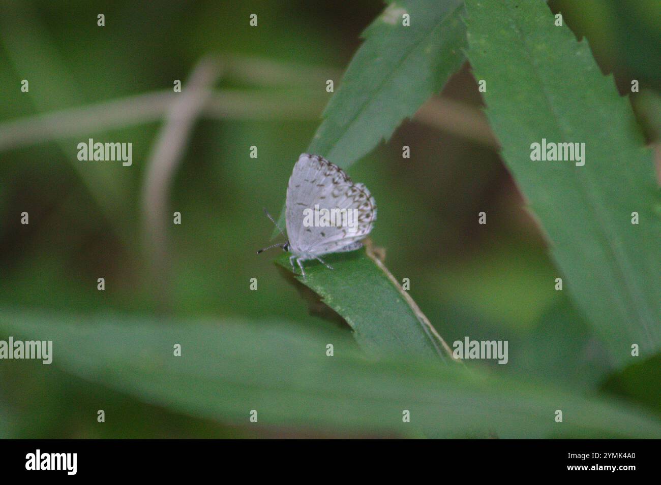 Northern Azure (Celastrina lucia Stock Photo - Alamy