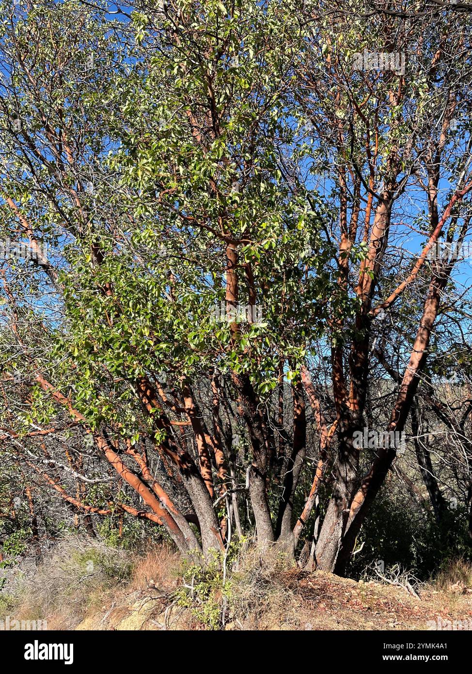 Pacific madrone (Arbutus menziesii Stock Photo - Alamy