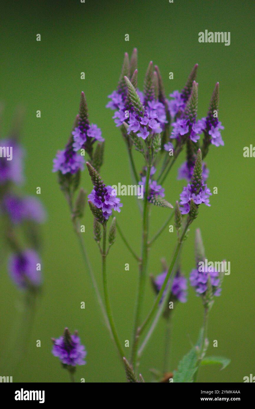 blue vervain (Verbena hastata Stock Photo - Alamy