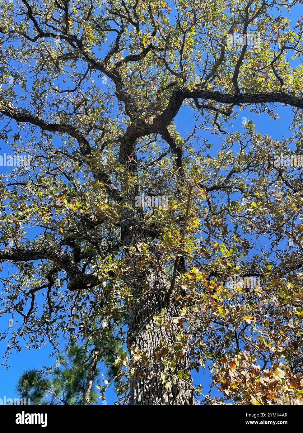 post oak (Quercus stellata Stock Photo - Alamy