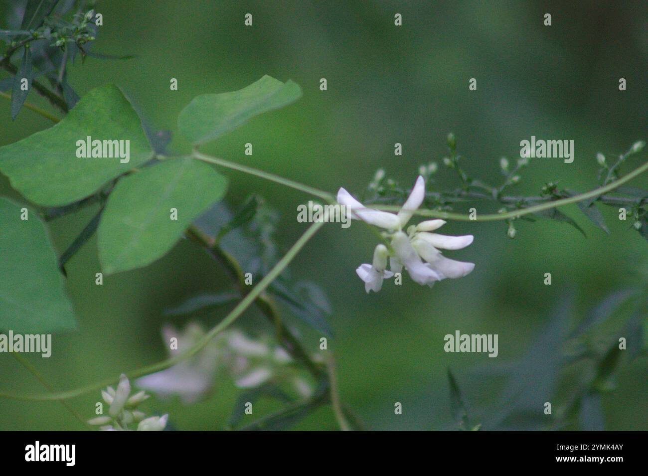 American hog-peanut (Amphicarpaea bracteata Stock Photo - Alamy