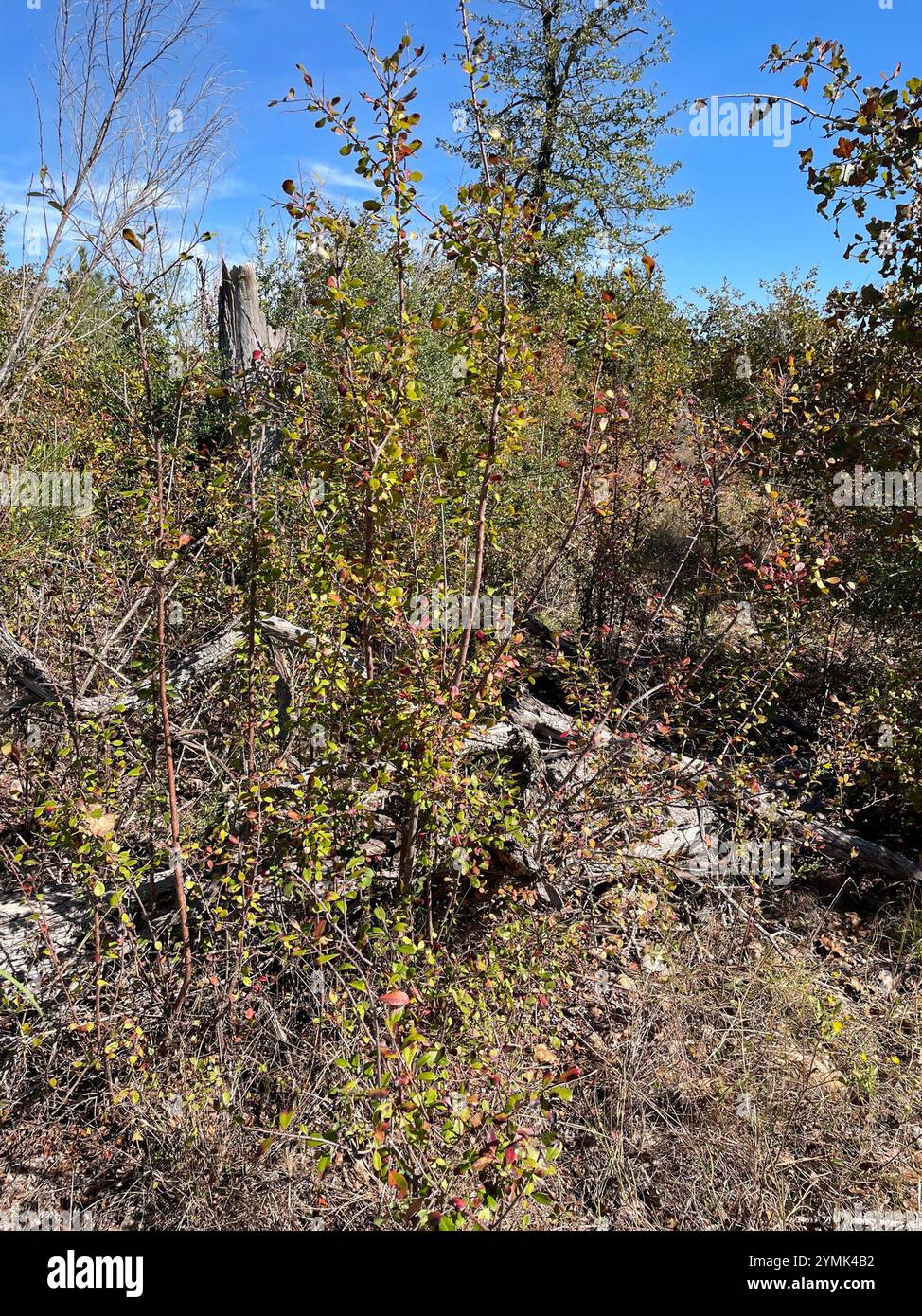 sparkleberry (Vaccinium arboreum Stock Photo - Alamy