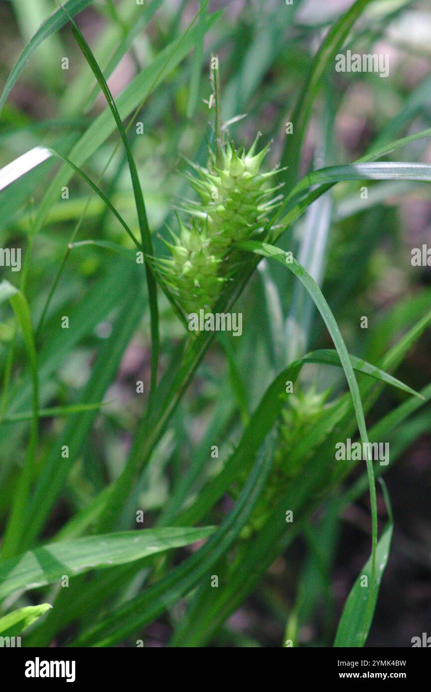 hop sedge (Carex lupulina Stock Photo - Alamy