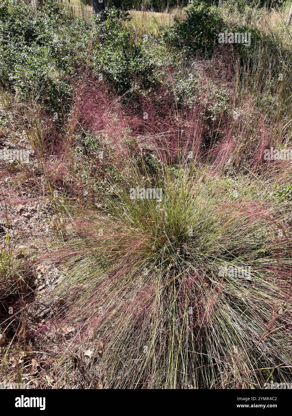 Hairawn Muhly (Muhlenbergia capillaris Stock Photo - Alamy