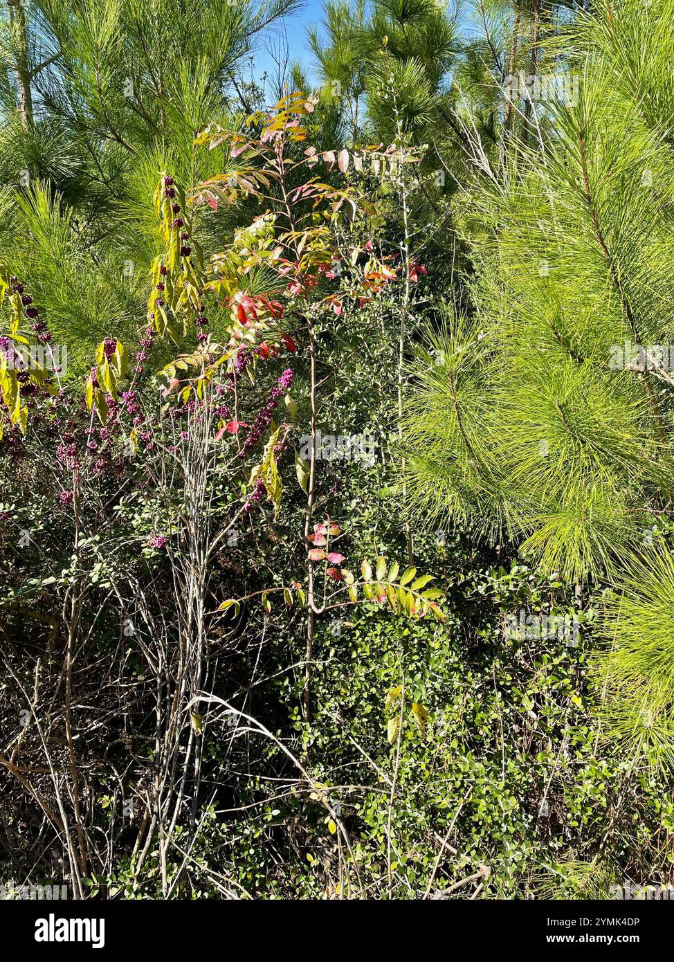 shining sumac (Rhus copallinum Stock Photo - Alamy