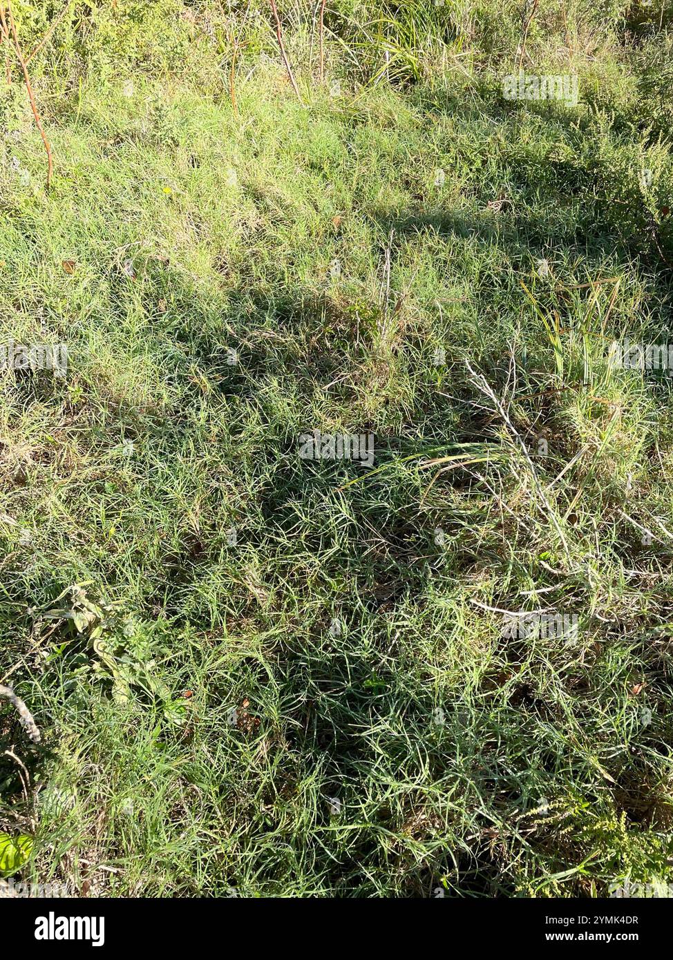 Bermuda grass (Cynodon dactylon Stock Photo - Alamy
