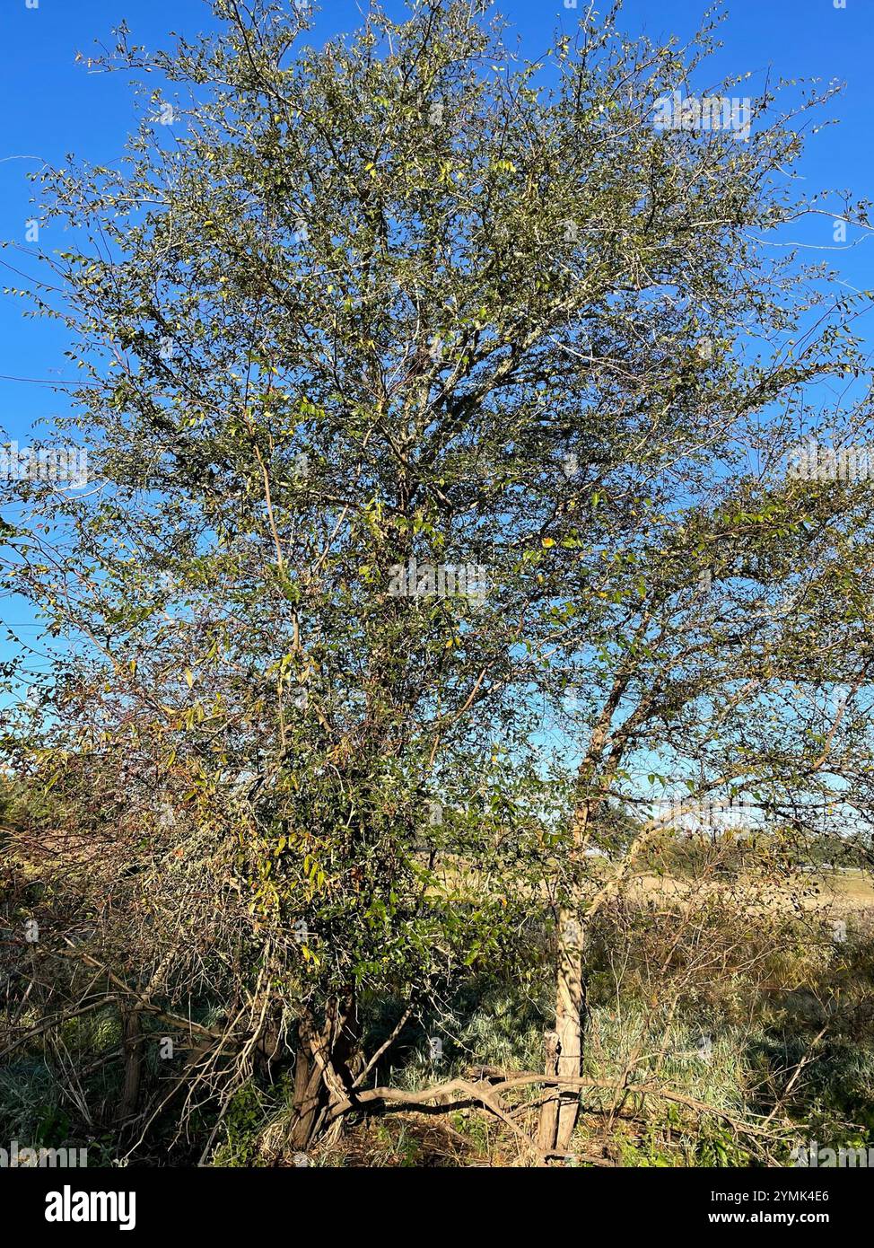 Water Elm (Planera aquatica Stock Photo - Alamy