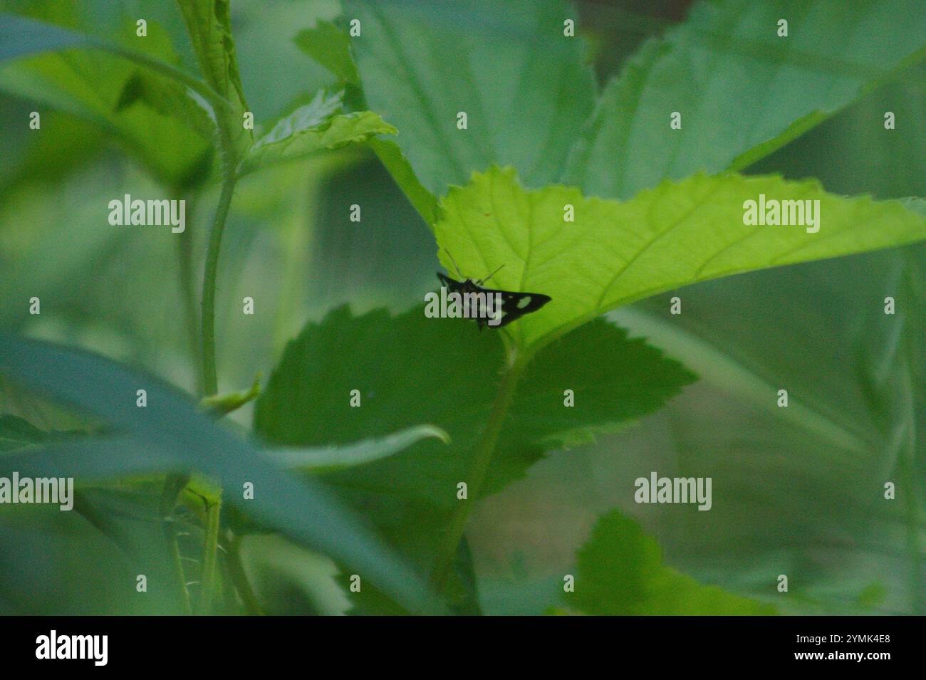 Anania funebris hi-res stock photography and images - Alamy