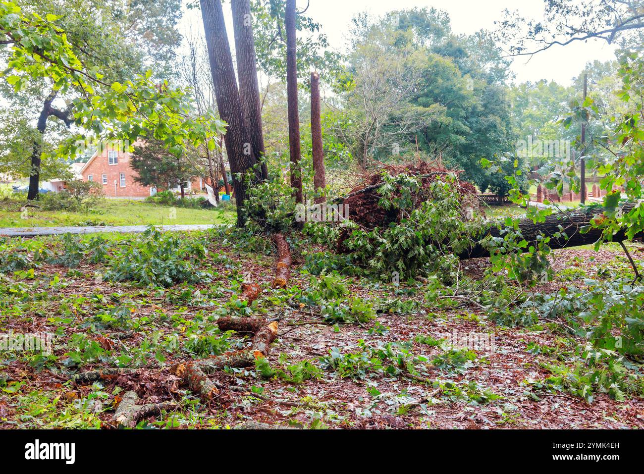 After severe hurricane storm large tree has fallen in park, creating ...