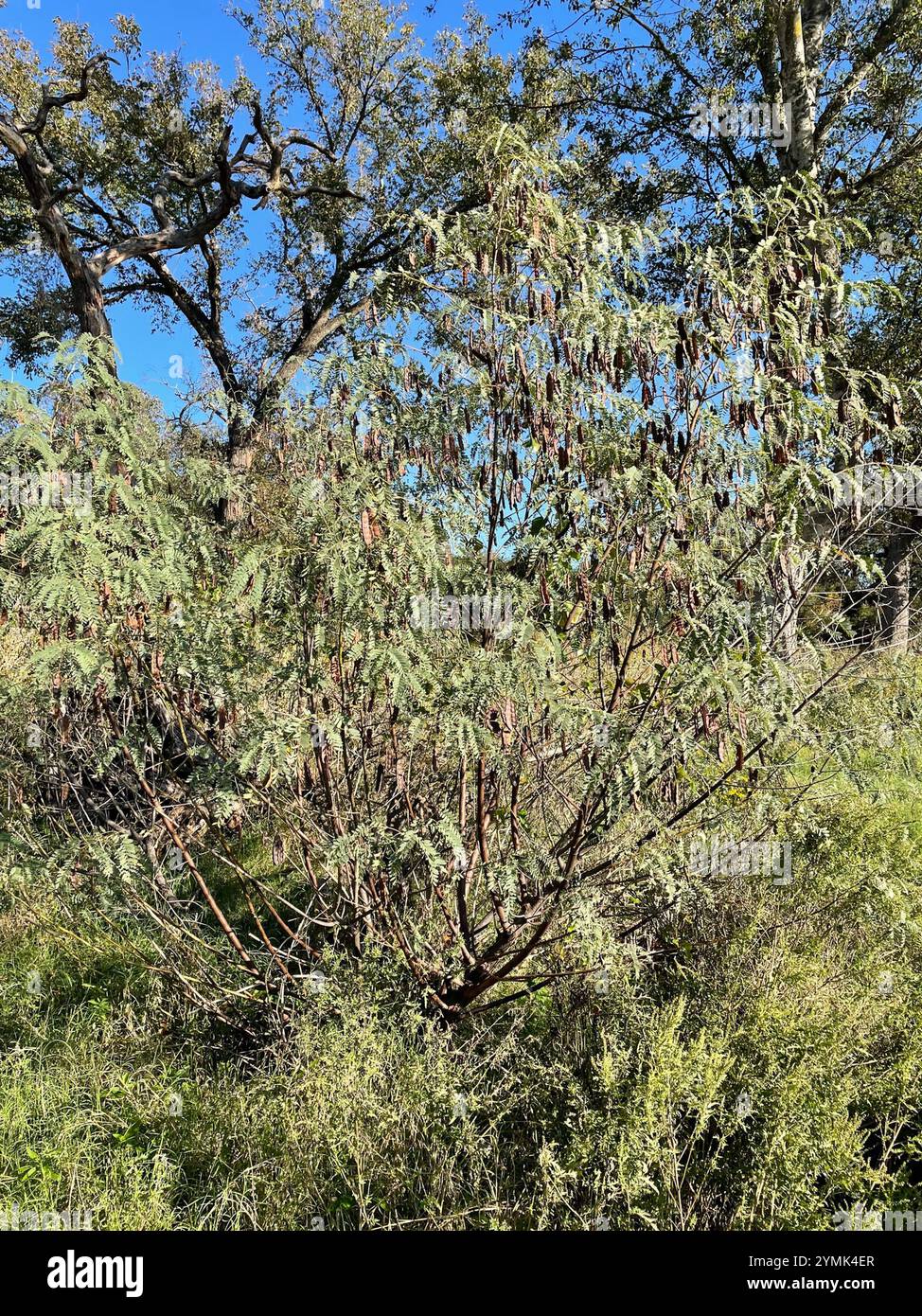 Rattlebush (Sesbania drummondii Stock Photo - Alamy