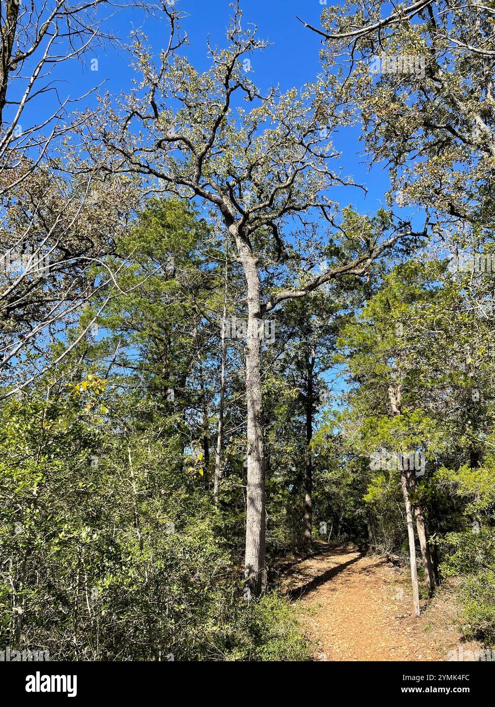 post oak (Quercus stellata Stock Photo - Alamy