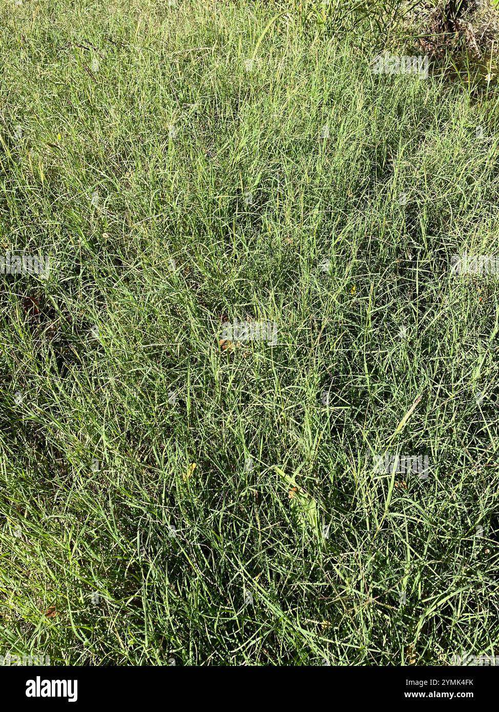 Bermuda grass (Cynodon dactylon Stock Photo - Alamy