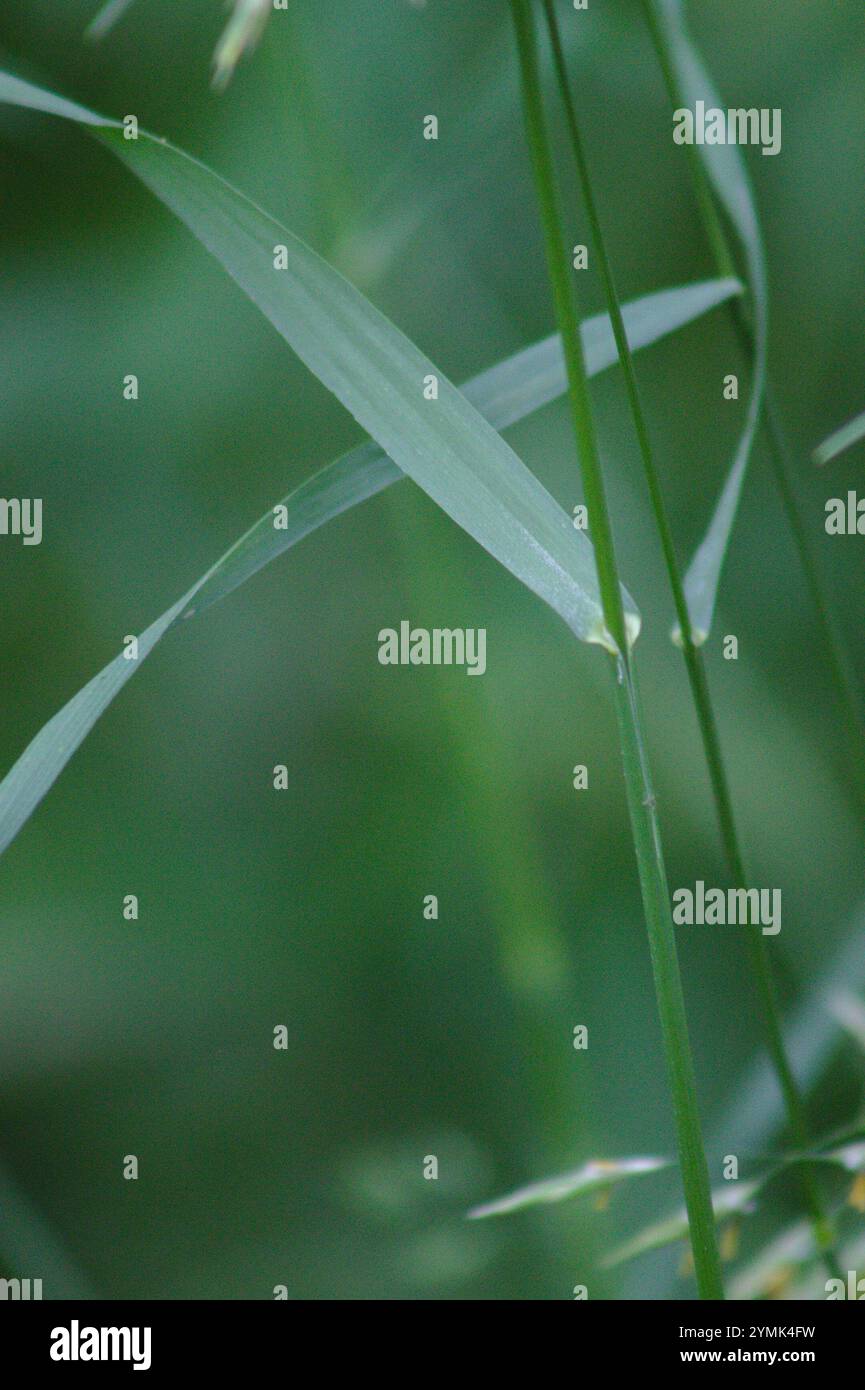 Smooth Brome (Bromus inermis Stock Photo - Alamy