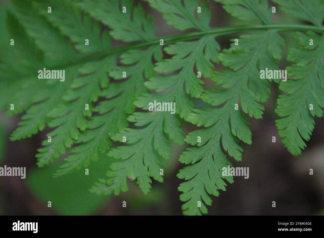 rattlesnake fern (Botrypus virginianus Stock Photo - Alamy