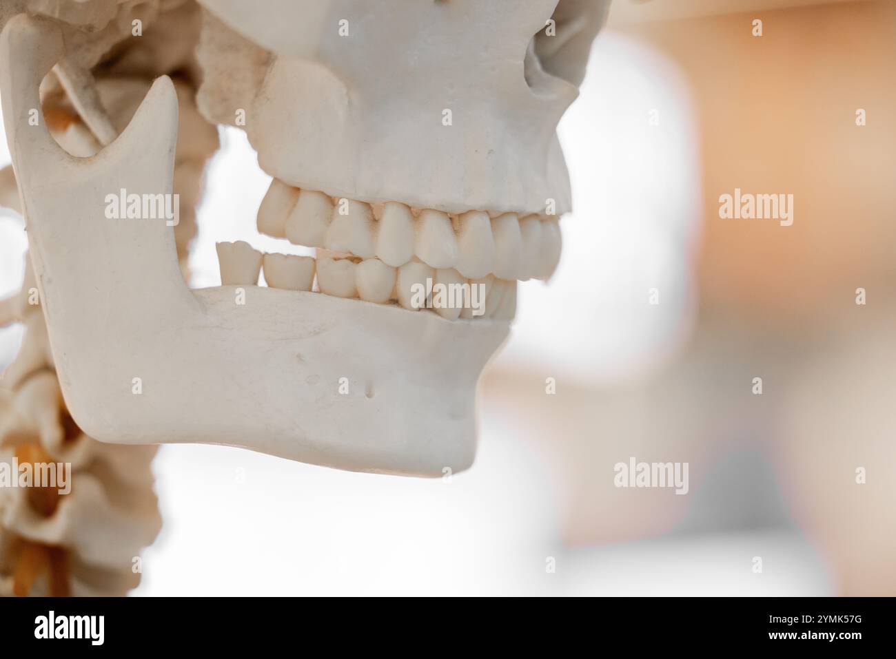 Dentistry Side view of human artificial jaw bone or mandible model ...