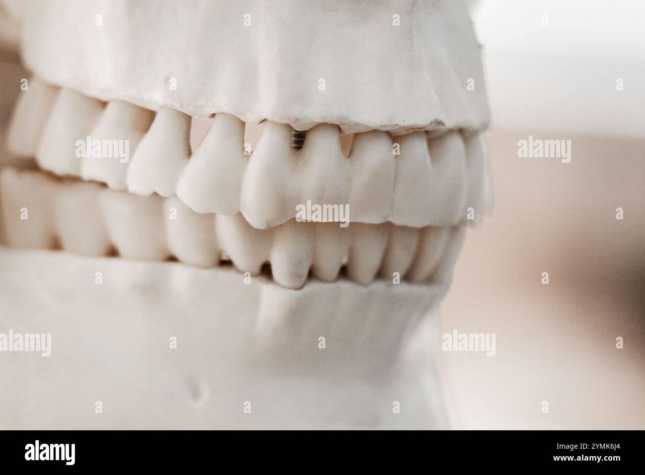 dental model on a human skeleton model for studying dentistry Stock ...