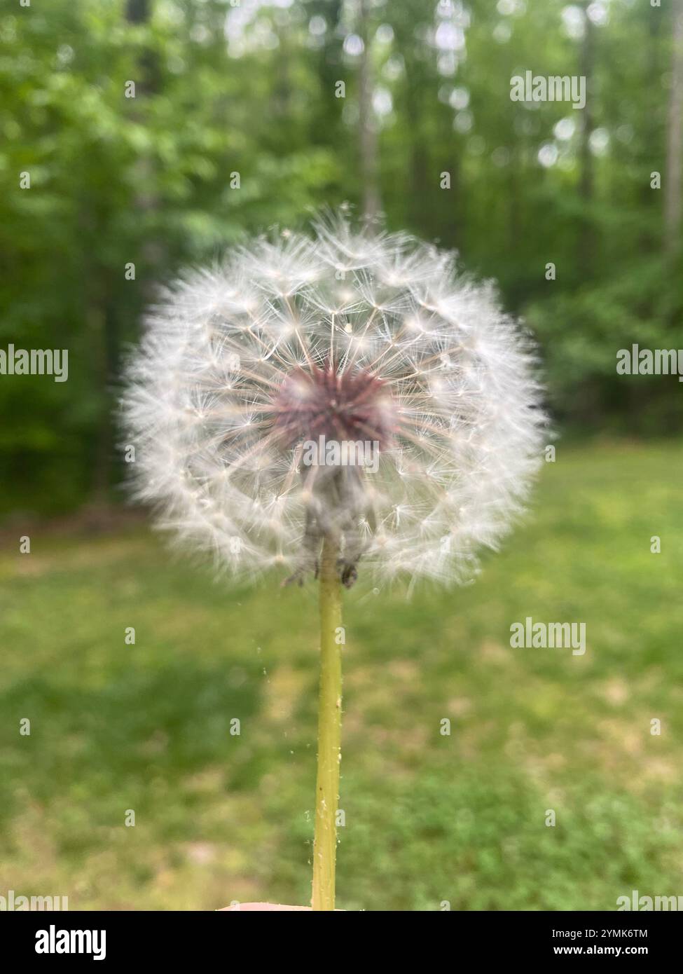 Dandelion hi-res stock photography and images - Alamy
