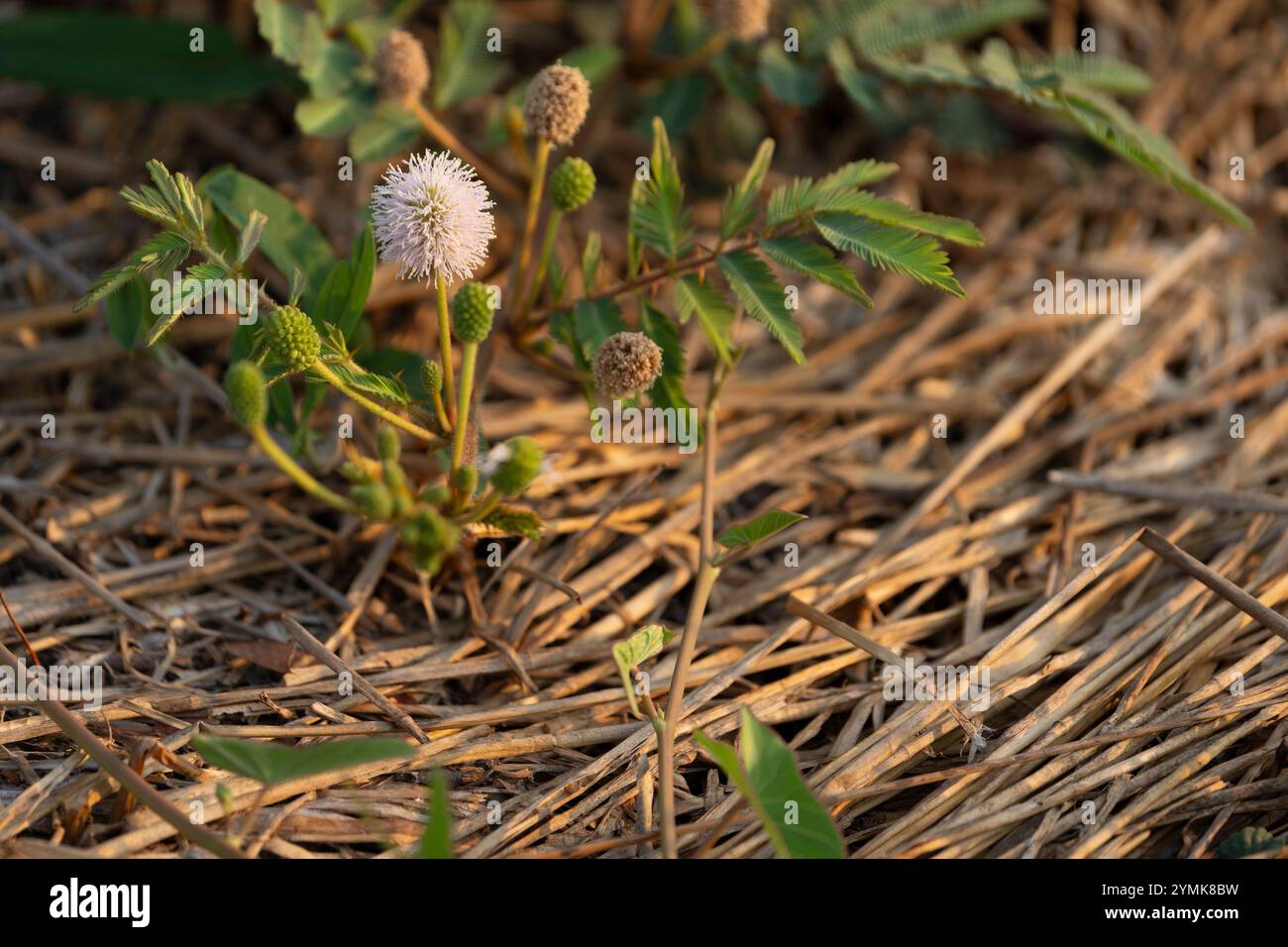 Delicate flower of giant sensitive tree Stock Photo - Alamy