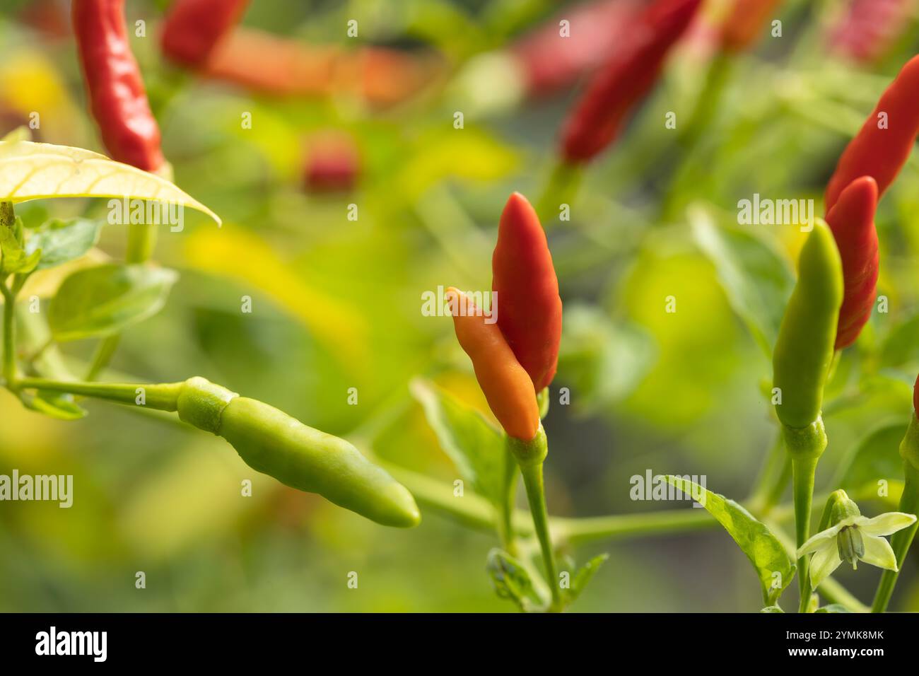 Detailed view of chili peppers in various stages of ripening, from ...