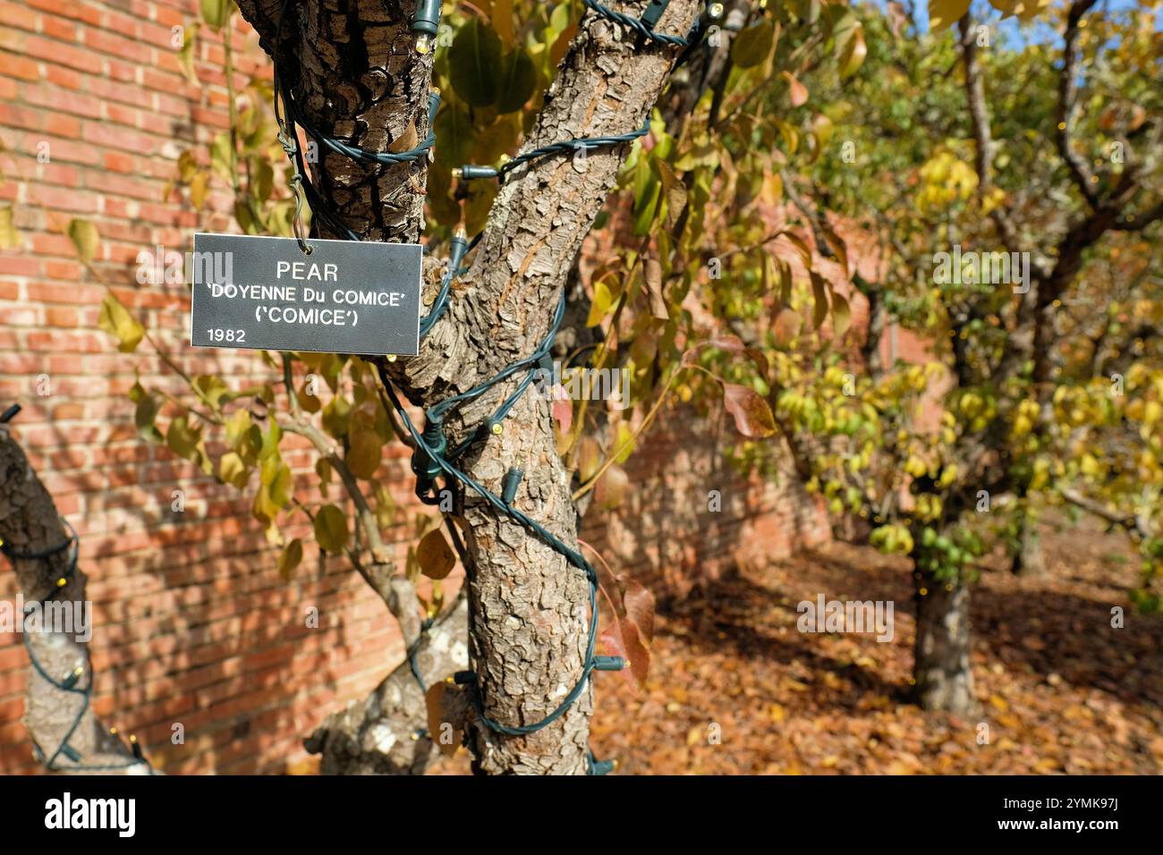 Latin label identifying hi-res stock photography and images - Alamy