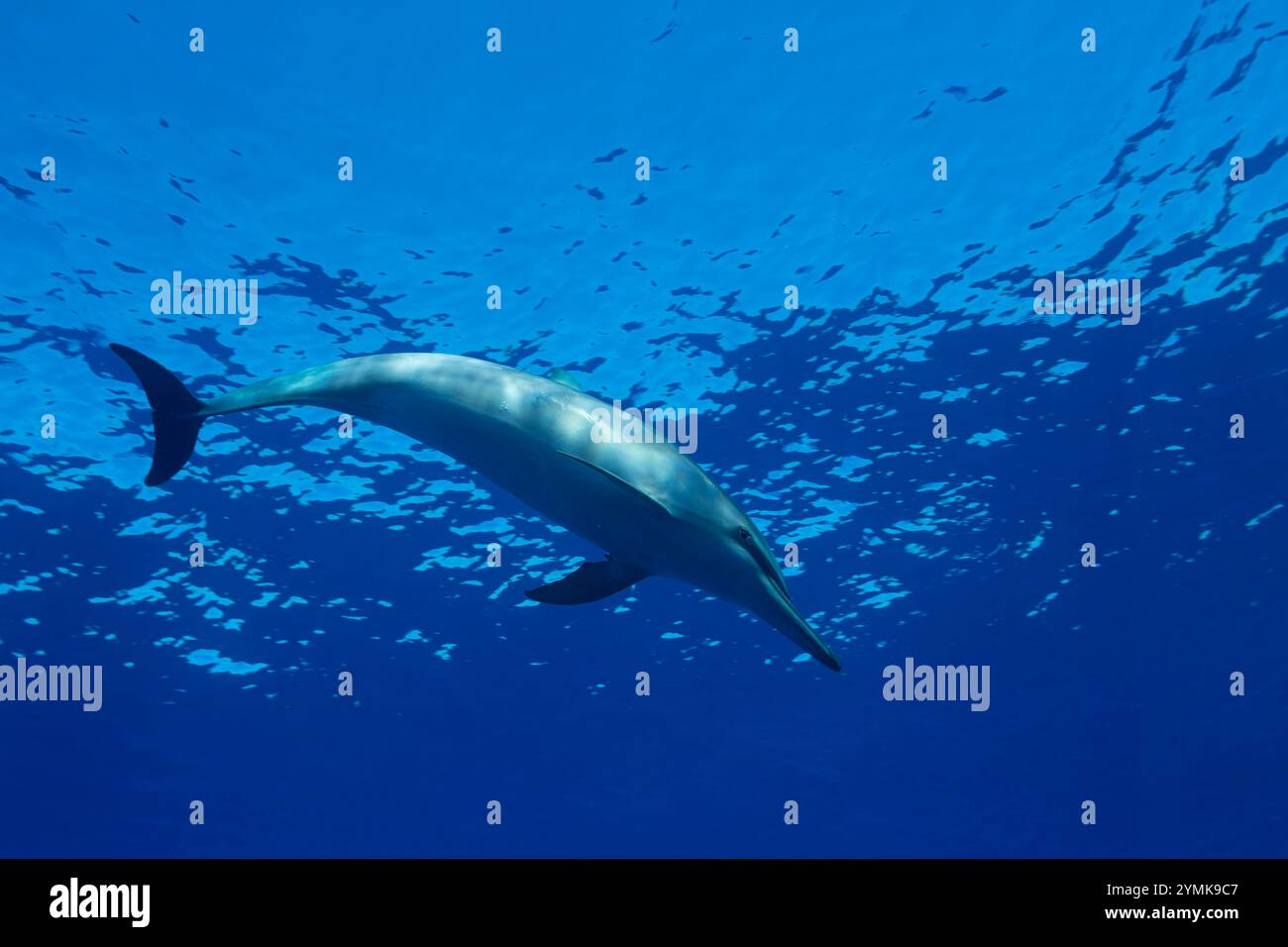 Hawaiian spinner dolphins, Stenella longirostris, are also known as Gray's spinner dolphins ...