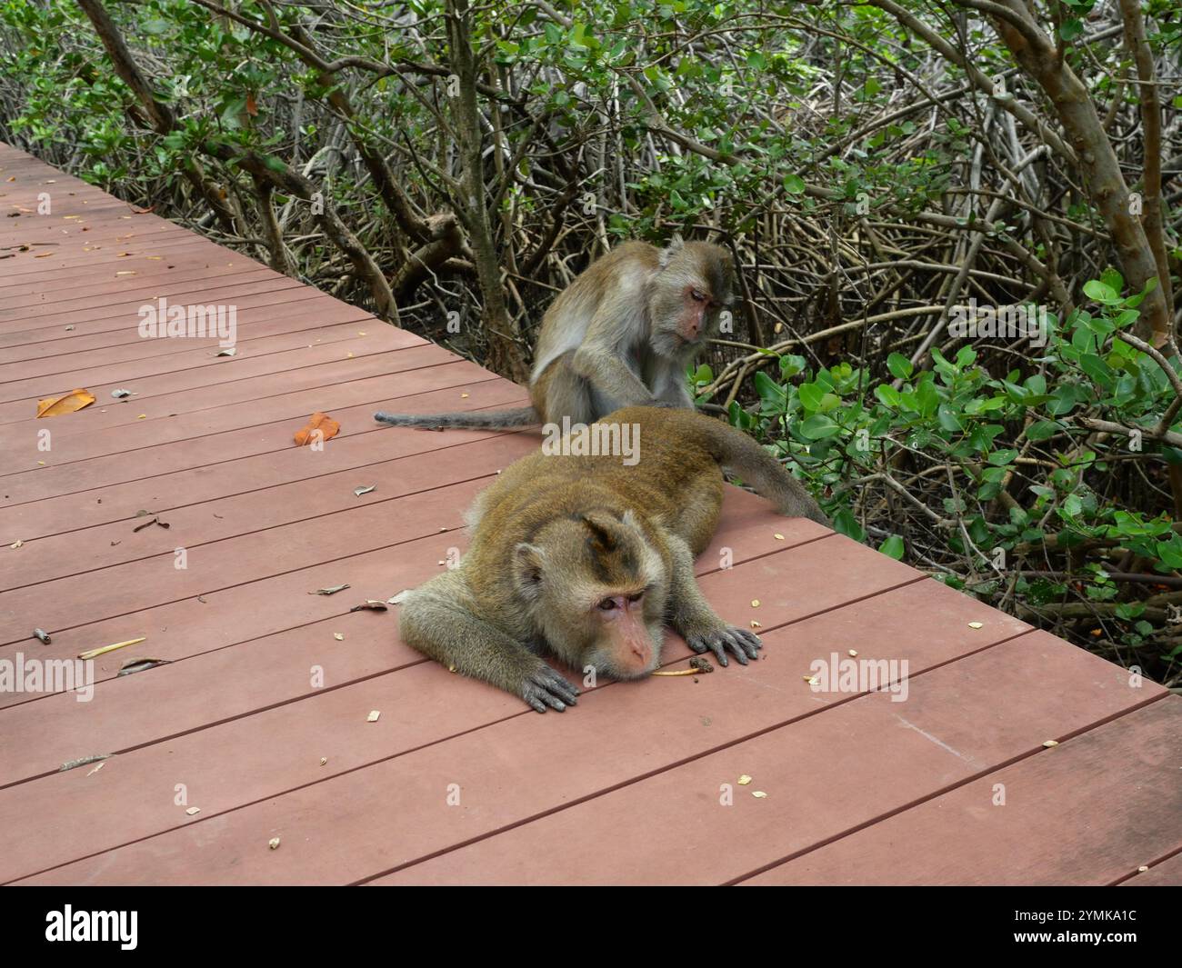 Two Golden hairy monkey sitting and searching for ticks and parasites ...