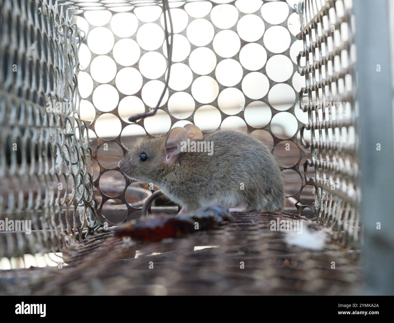 Rat in cage mousetrap, Mouse finding a way out of being confined ...